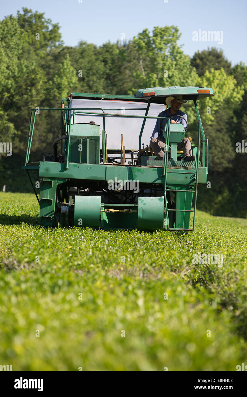 A tea cutter machine runs over the tea leaves for the first flush ...