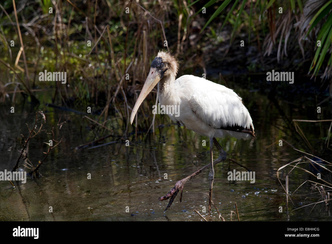 Wood stork, Mycteria americana, large American wading bird, Everglades ...