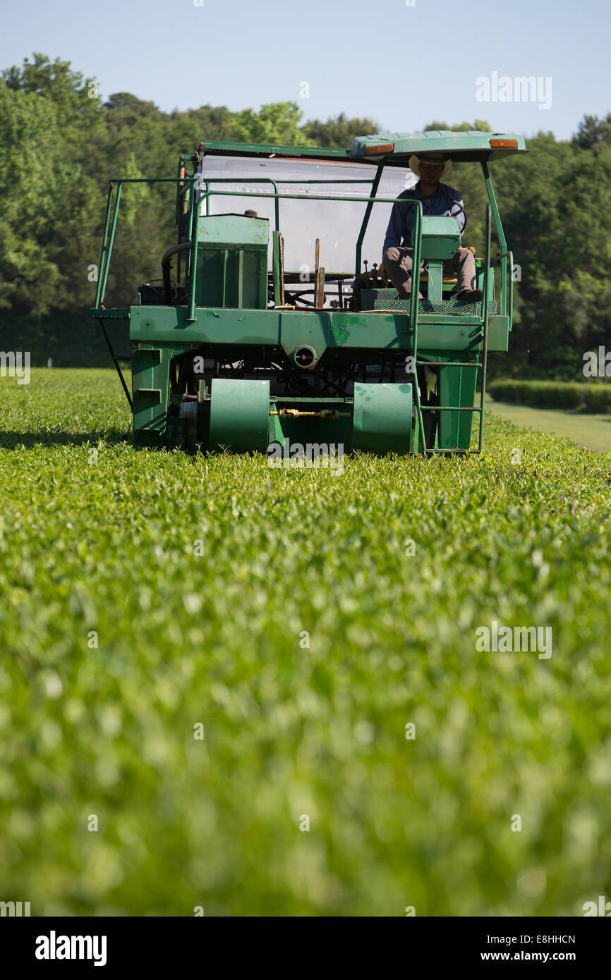 A tea cutter machine runs over the tea leaves for the first flush ...