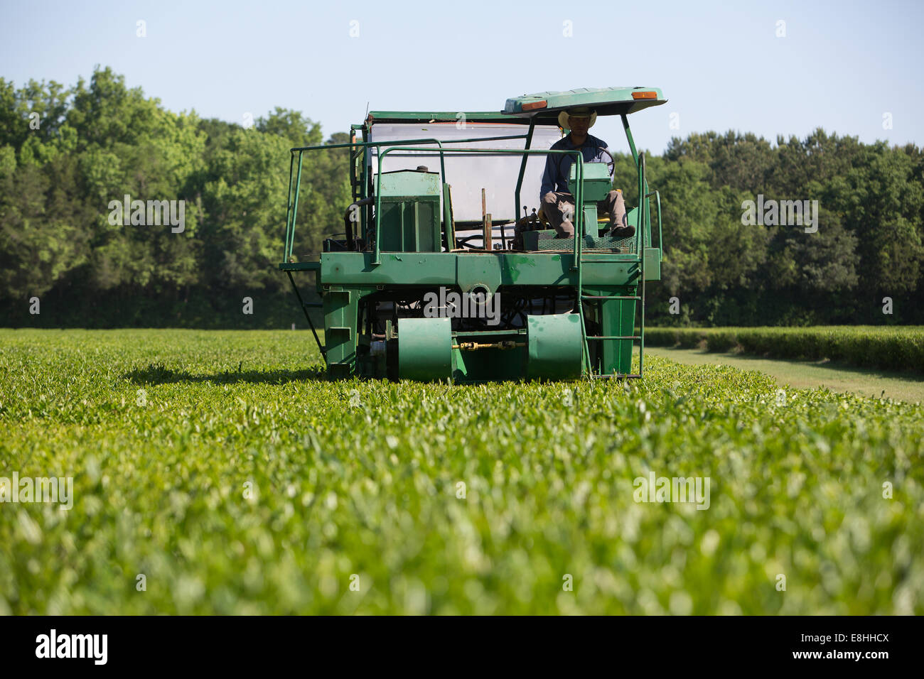 Cutting tea leaves hi-res stock photography and images - Alamy