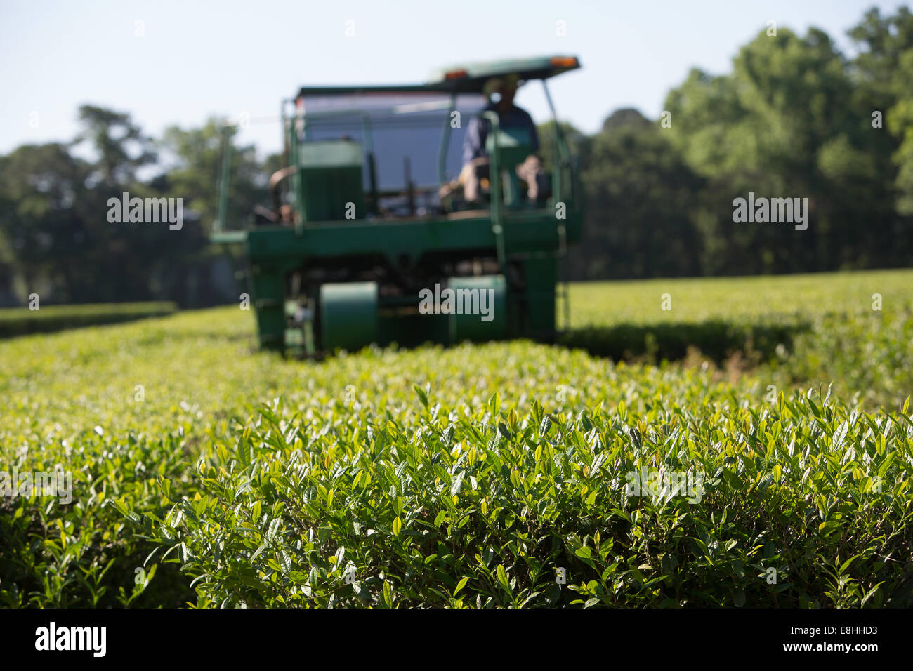 A tea cutter machine runs over the tea leaves for the first flush ...