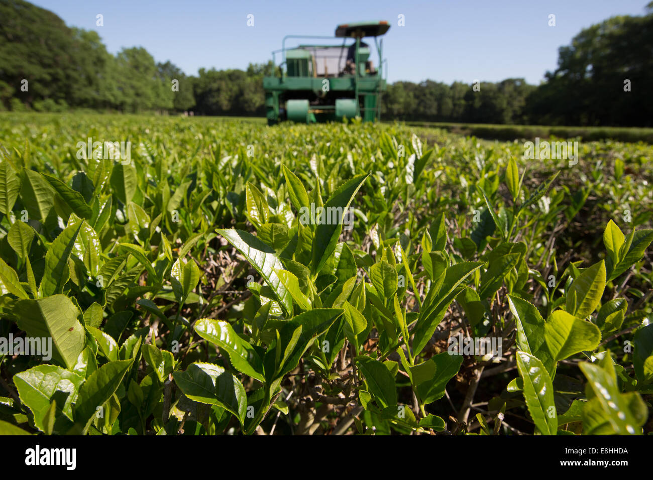 A tea cutter machine runs over the tea leaves for the first flush ...