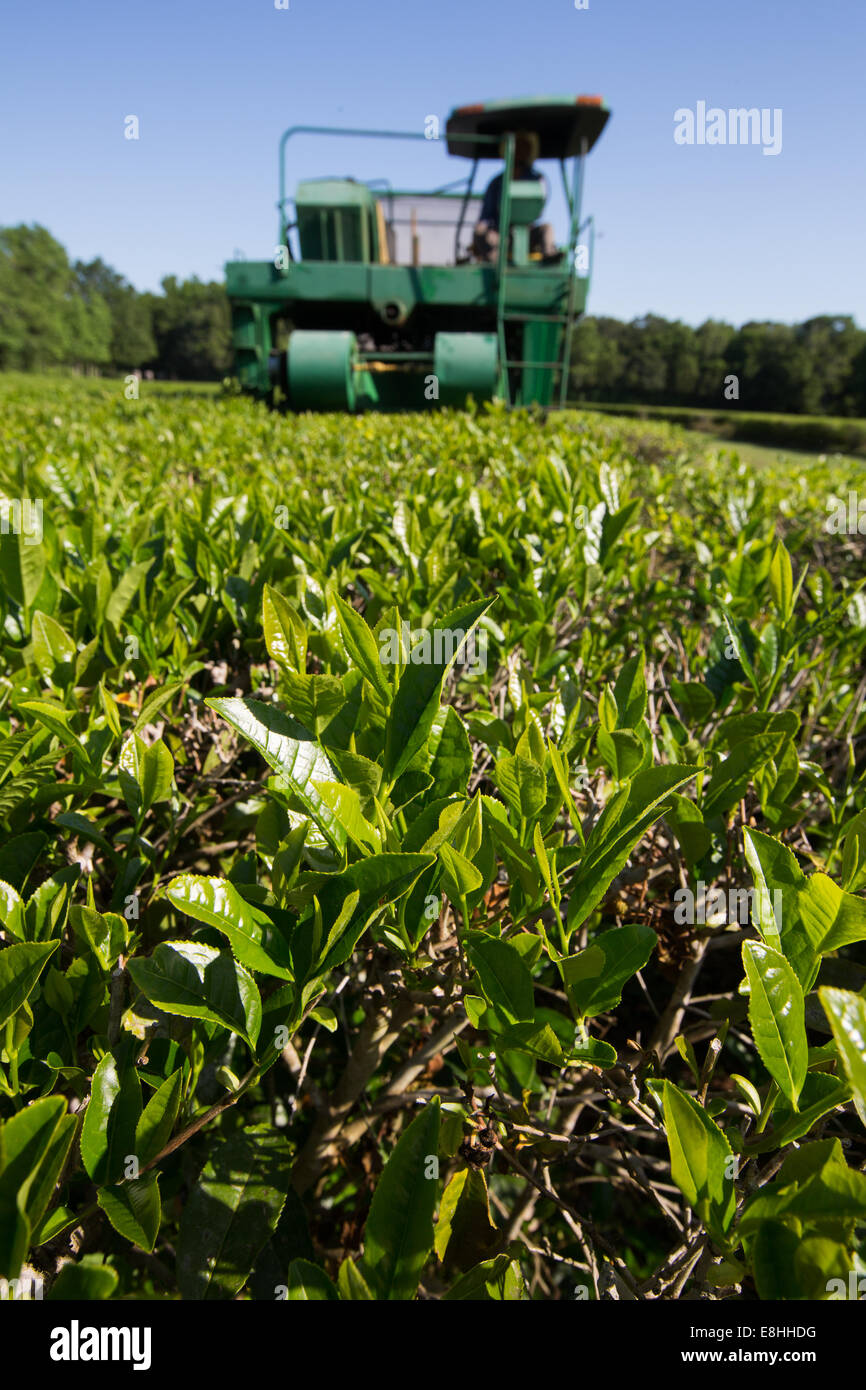 A tea cutter machine runs over the tea leaves for the first flush ...