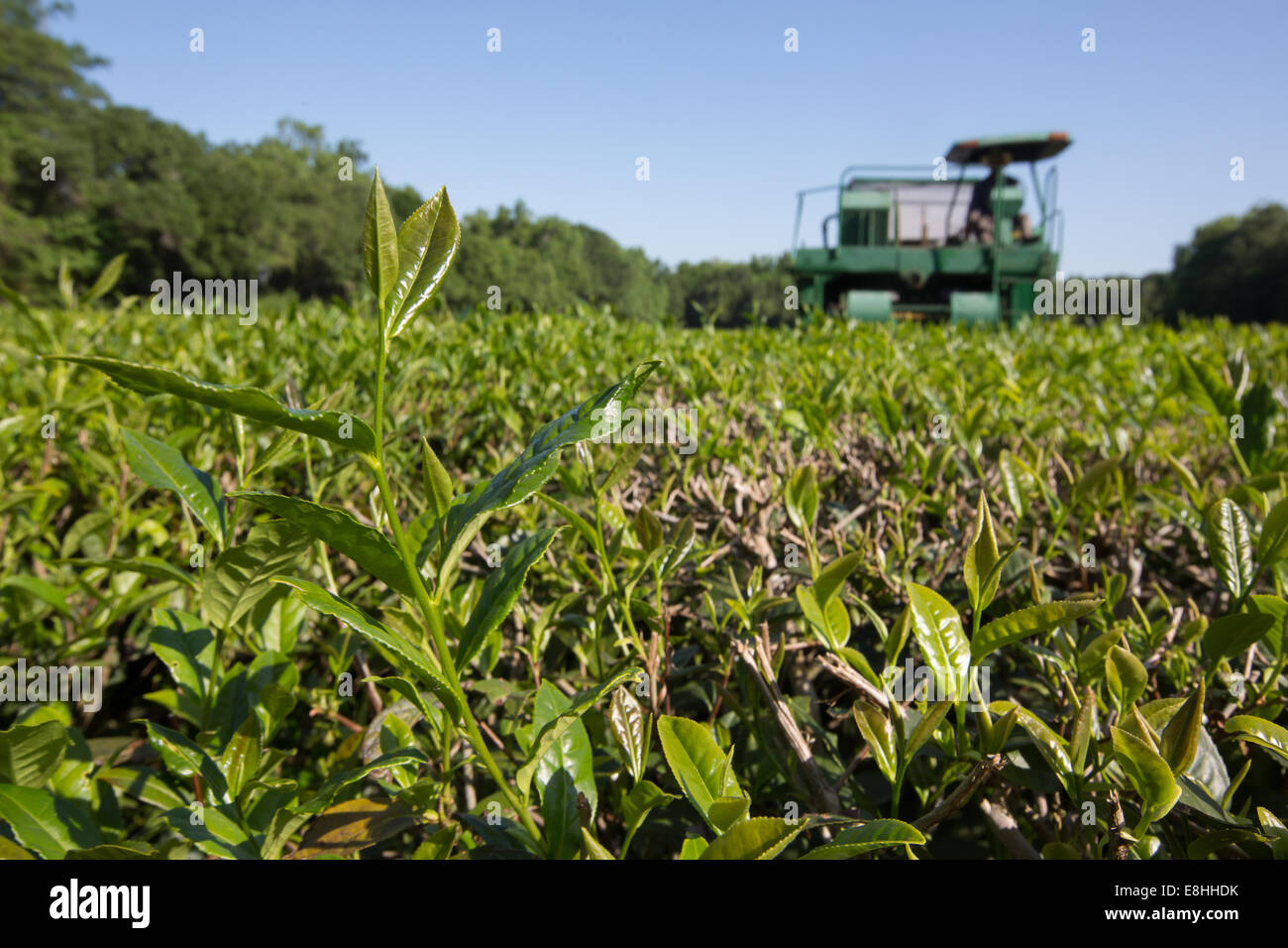 A tea cutter machine runs over the tea leaves for the first flush ...