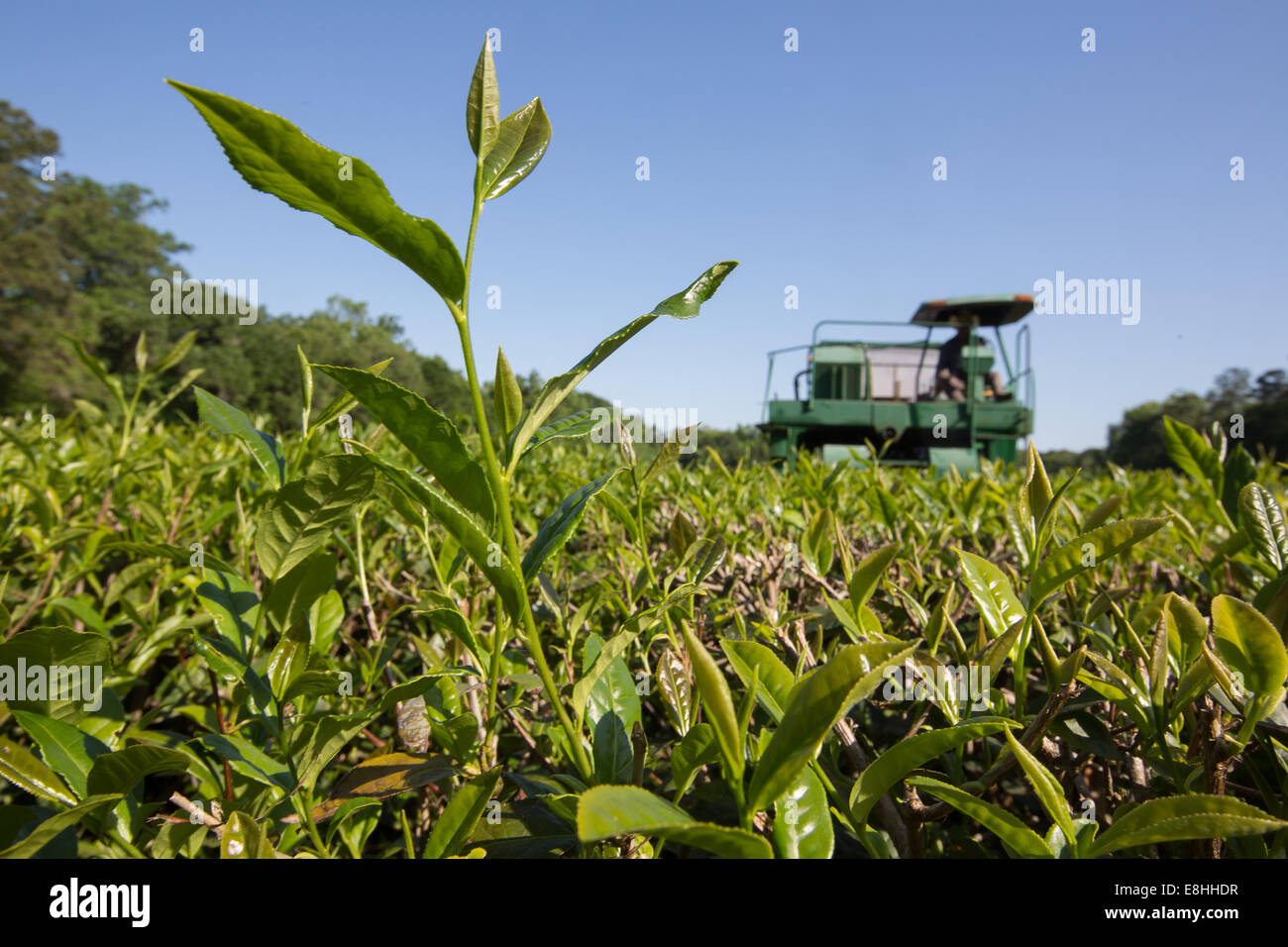 A tea cutter machine runs over the tea leaves for the first flush ...