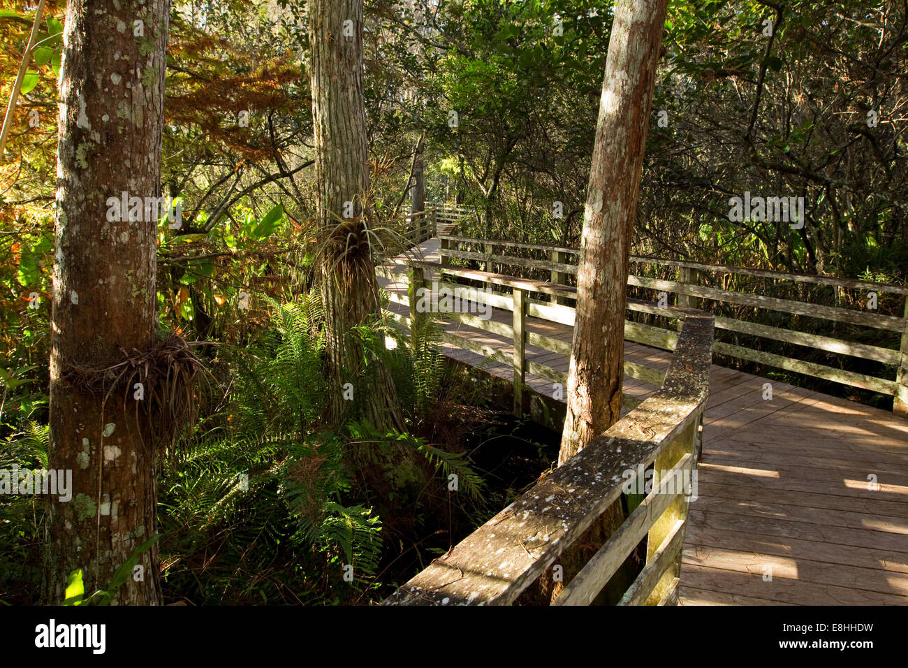 Boardwalk nature trail, Corkscrew Swamp Sanctuary trail, Florida, USA ...