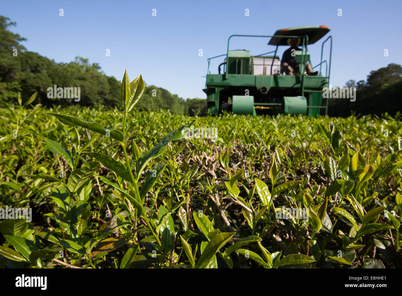 A tea cutter machine runs over the tea leaves for the first flush ...