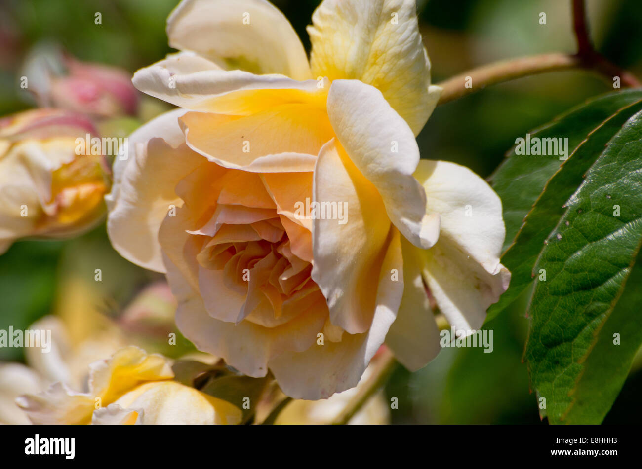 Buff beauty rose hi-res stock photography and images - Alamy