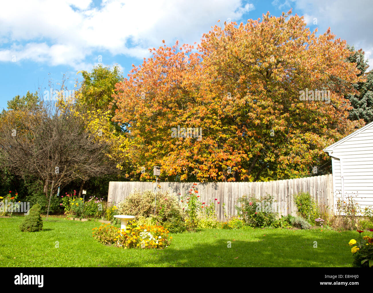 backyard in fall Stock Photo - Alamy