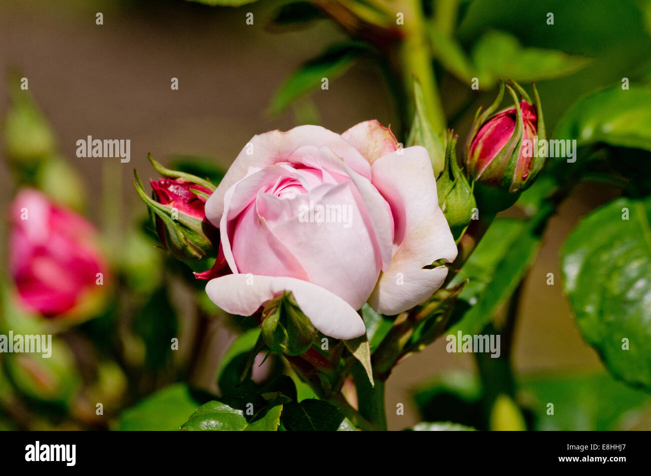 Rose Our Beth Stock Photo - Alamy