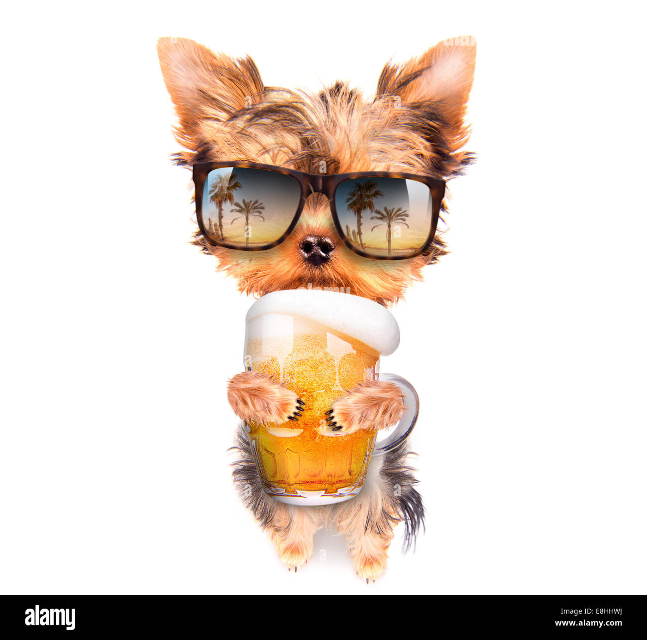drunk dog with fresh glass of beer Stock Photo - Alamy