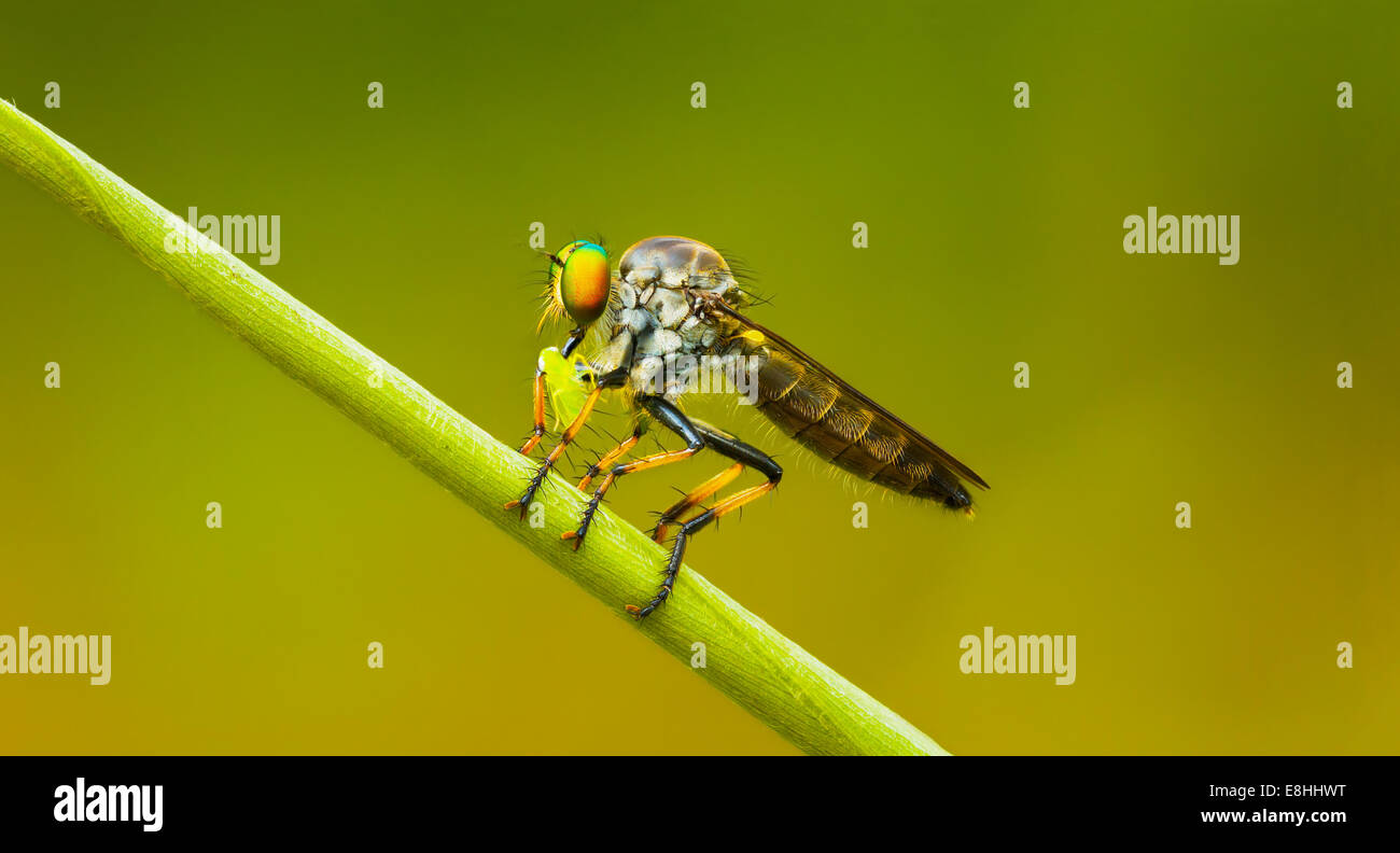 Asilidae Robber Fly Sits On A Blade Of Grass With Prey Thailand