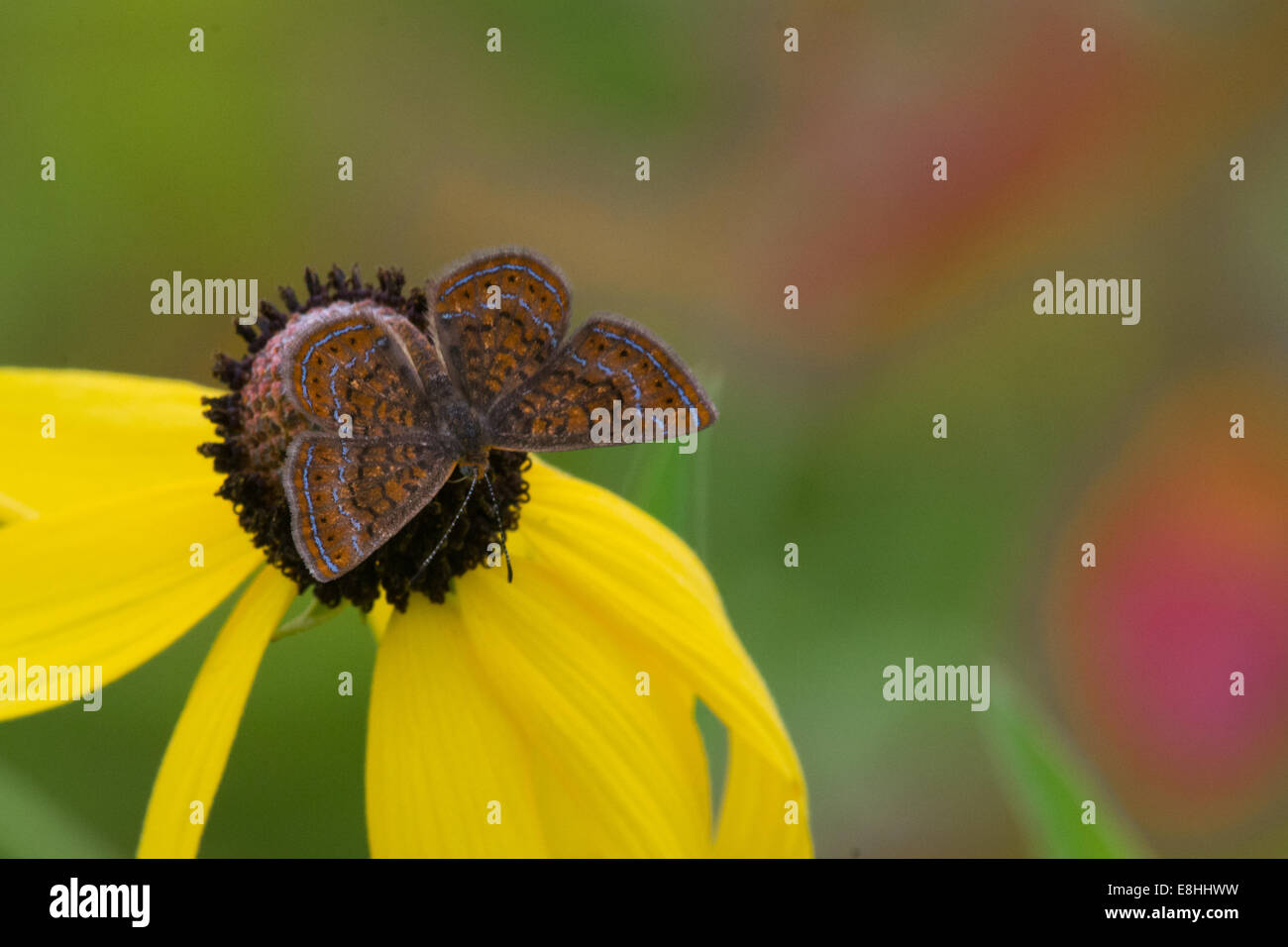 Swamp Metalmark butterfly feeding on a Black-eyed Susan Stock Photo - Alamy