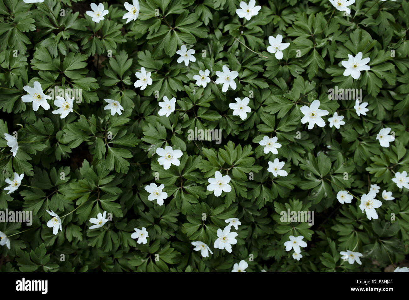 Spring flowers background Stock Photo - Alamy