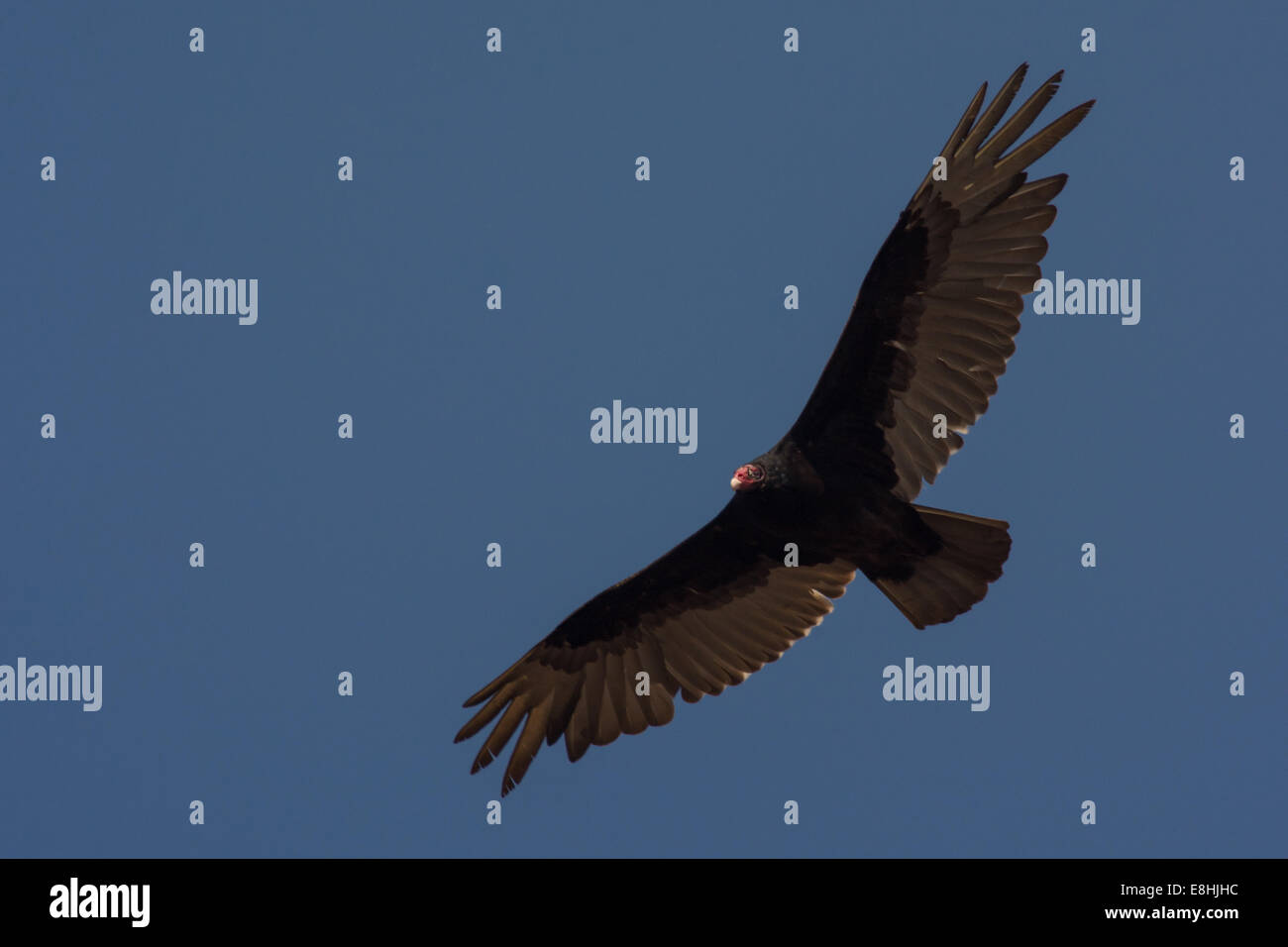 Turkey Vulture circling in the sky Stock Photo - Alamy
