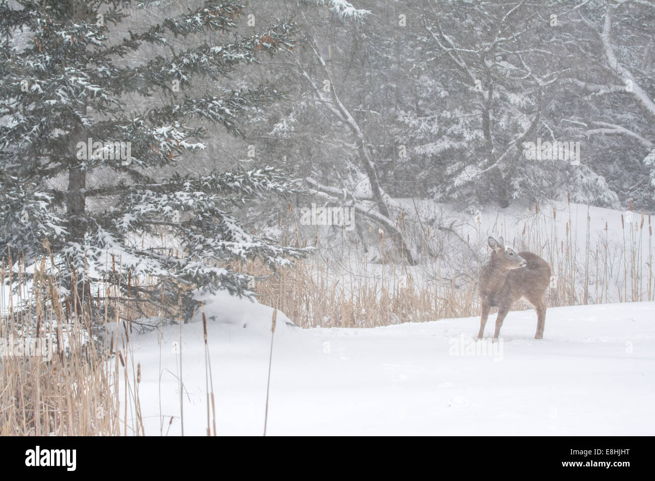 White-tailed Deer (Odocoileus virginianus). Mother with fawn. Acadia ...
