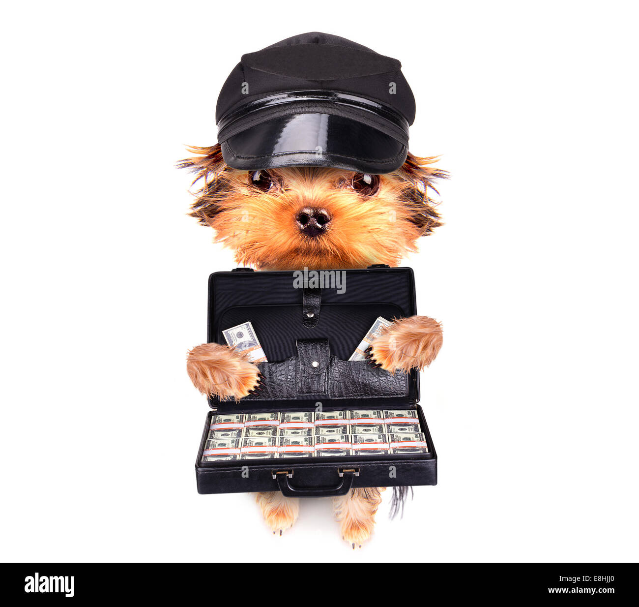 cute little puppy holding case full of money on a white background ...