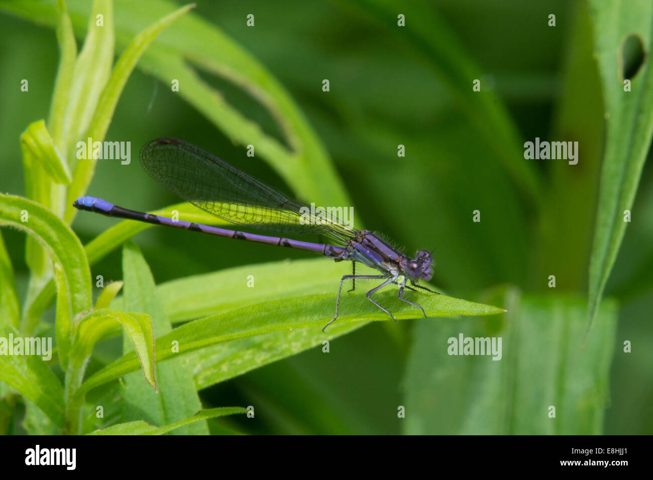 Purple Damselfly