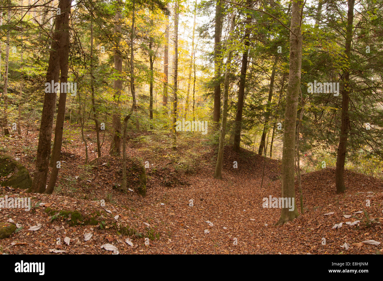 Forest scene in Sipsey Wilderness, Bankhead National Forest, Alabama ...