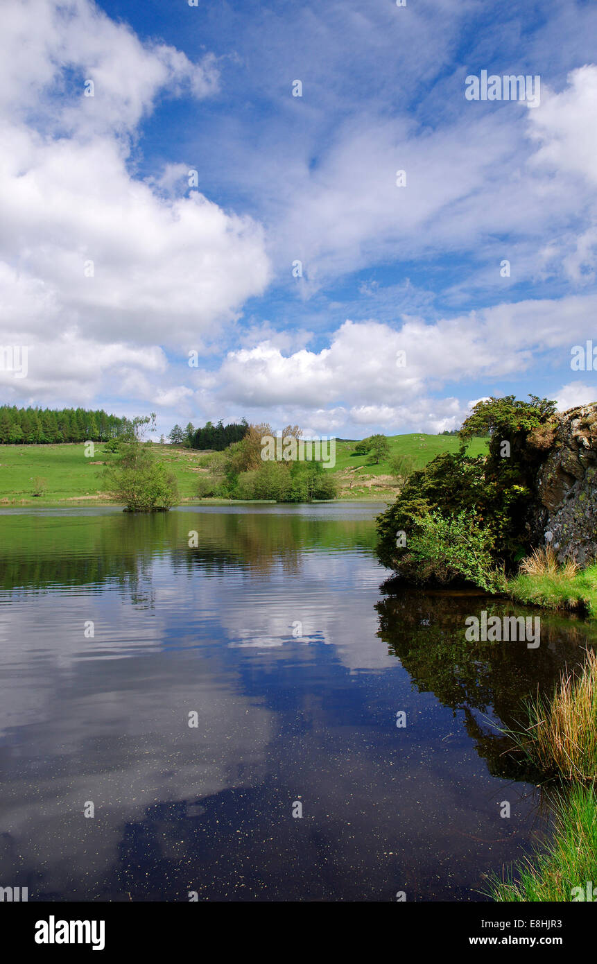 Moss Eccles Tarn, Claife Heights, Lake District National Park, Cumbria ...