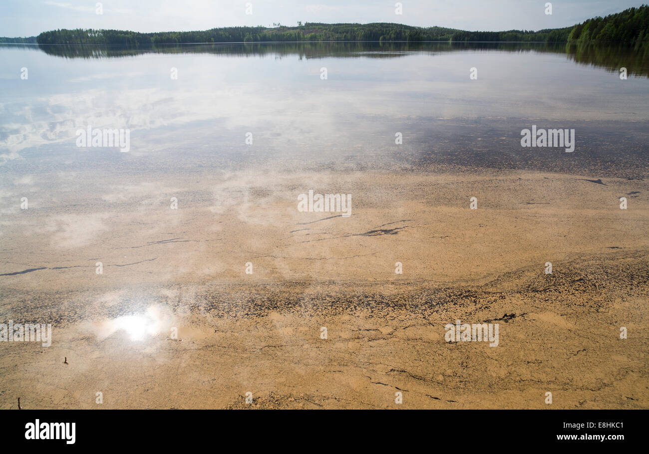 Pine ( pinus sylvestris ) tree pollen on lake surface , Finland Stock ...