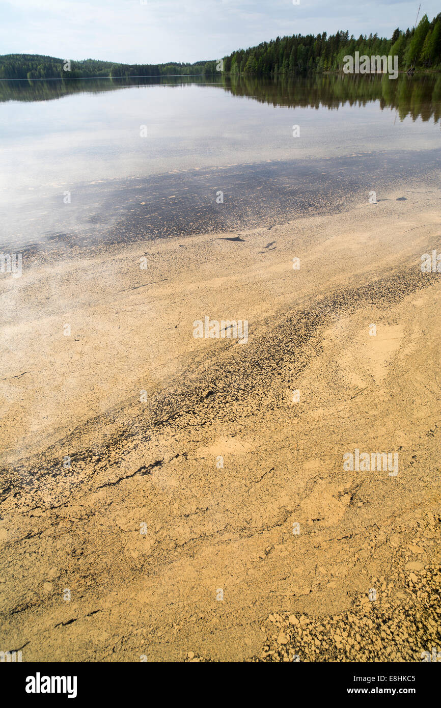 Pine ( pinus sylvestris ) tree pollen on lake surface , Finland Stock ...