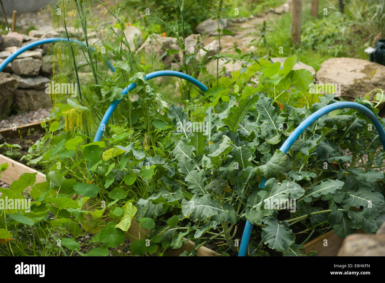 Raised pipe hi-res stock photography and images - Alamy