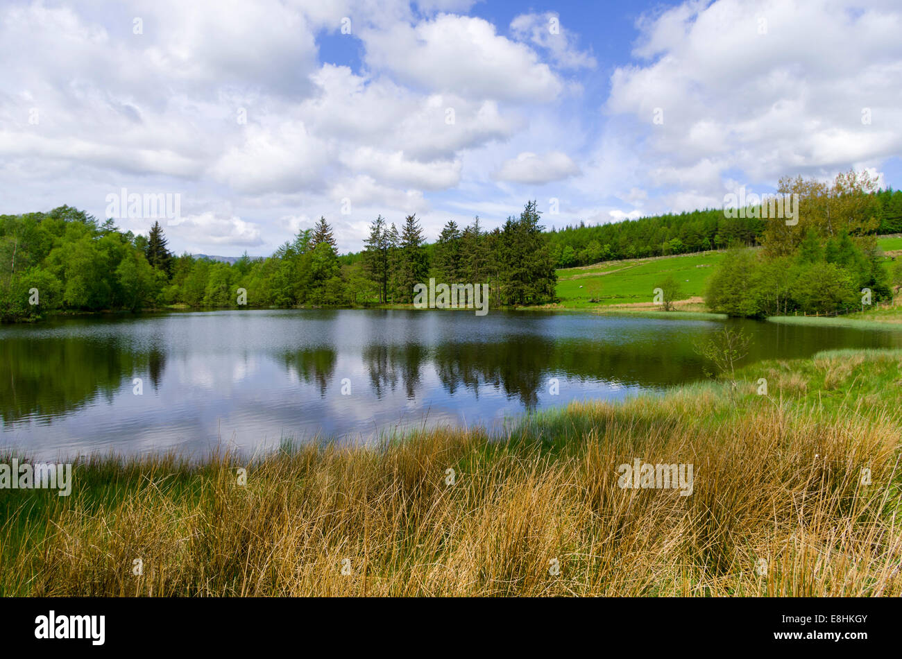 Moss Eccles Tarn, Claife Heights, Lake District National Park, Cumbria ...
