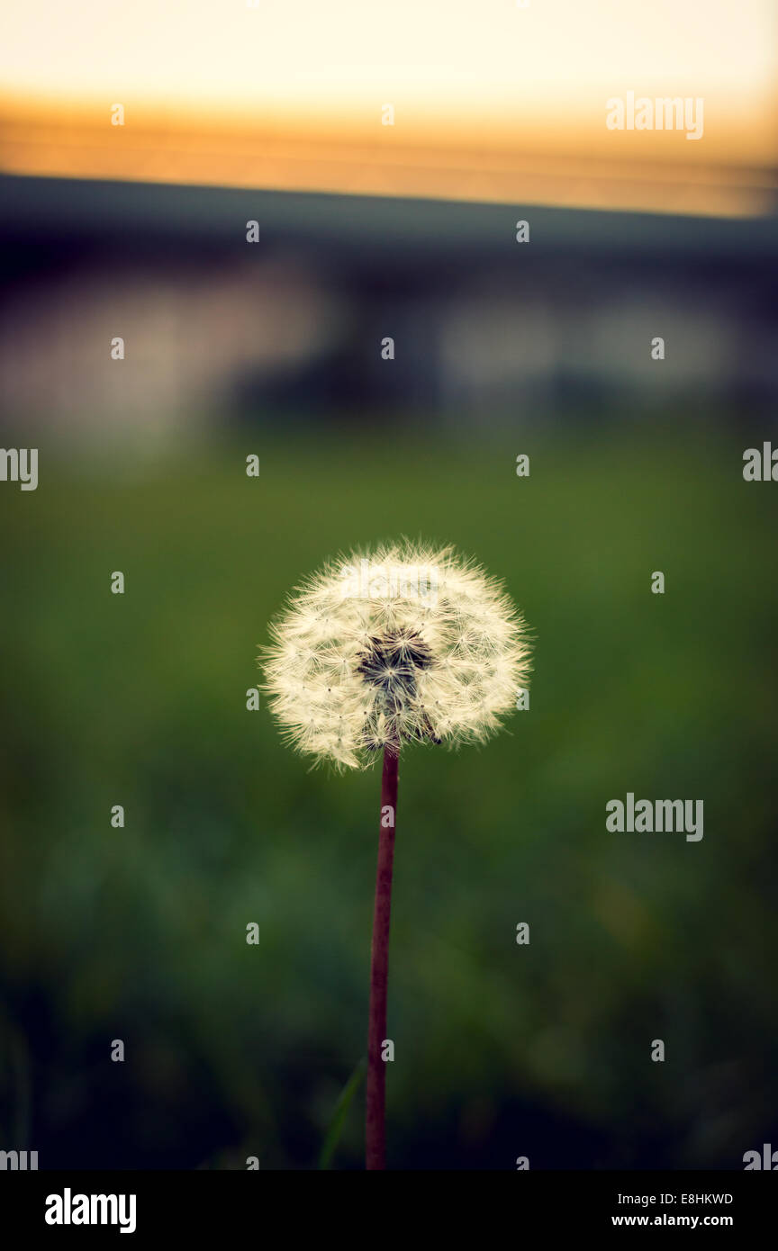 Dandelion sunset hi-res stock photography and images - Alamy