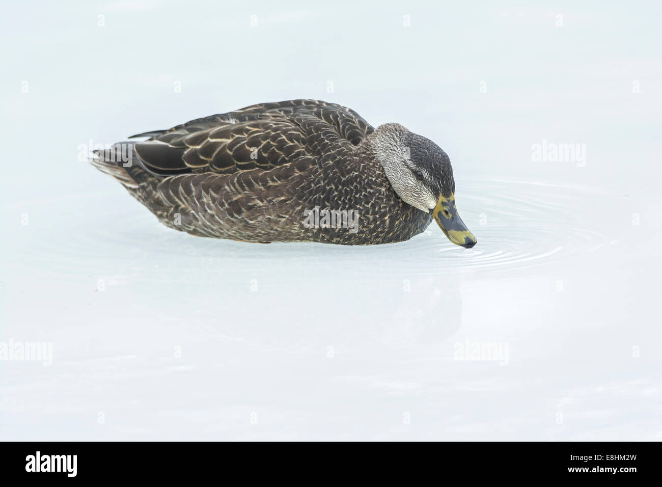 American Black Duck (Anas rubripes). Acadia National Park, Maine, USA ...