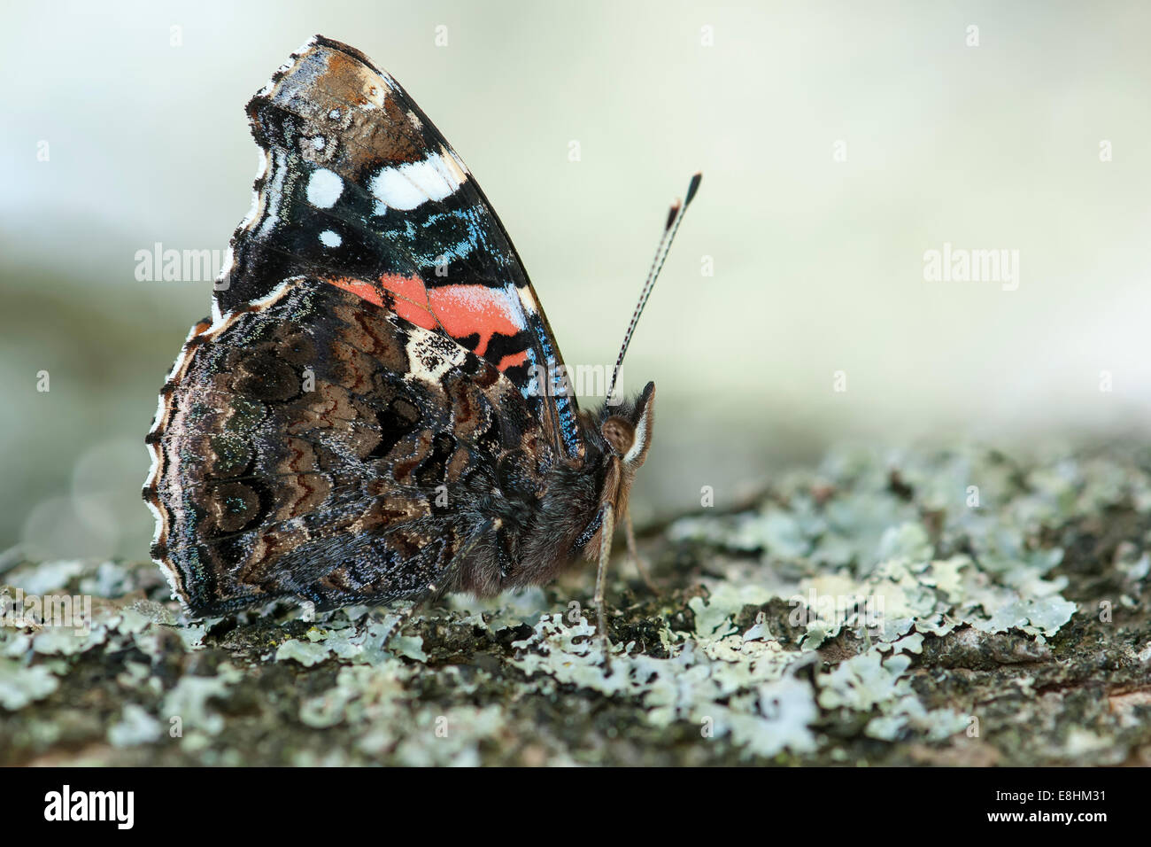 macro of a red admiral butterfly vanessa atalanta Stock Photo - Alamy