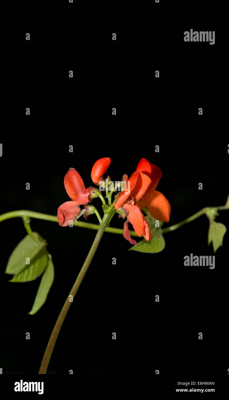 Runner bean flower hi-res stock photography and images - Alamy