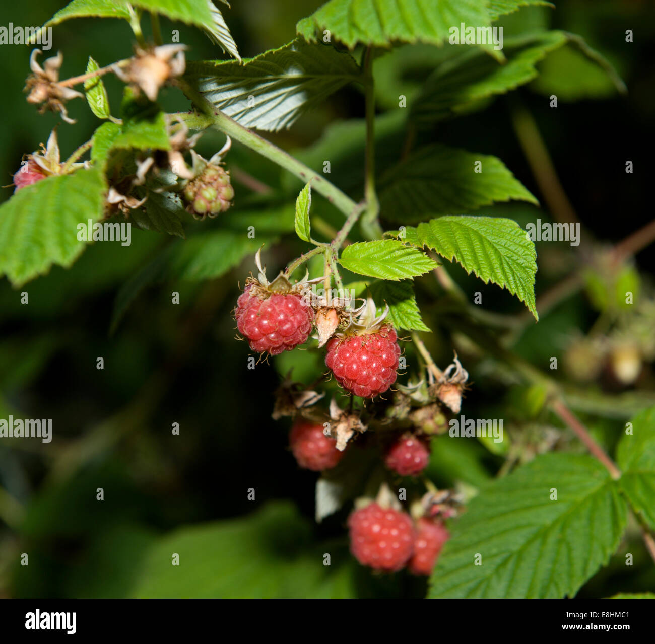 Scottish raspberries in fruit Stock Photo - Alamy