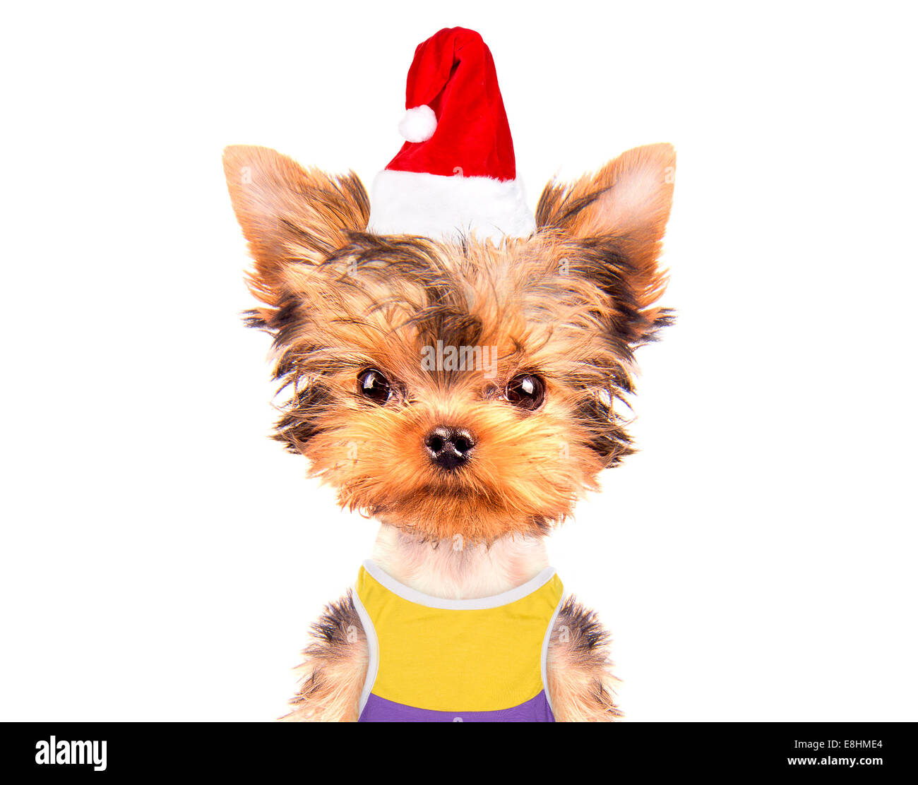 christmas dog as santa on a white background Stock Photo - Alamy