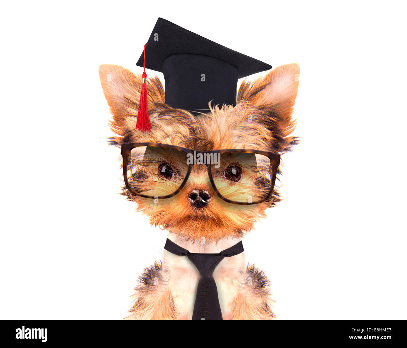 graduated dog isolated on a white background Stock Photo - Alamy