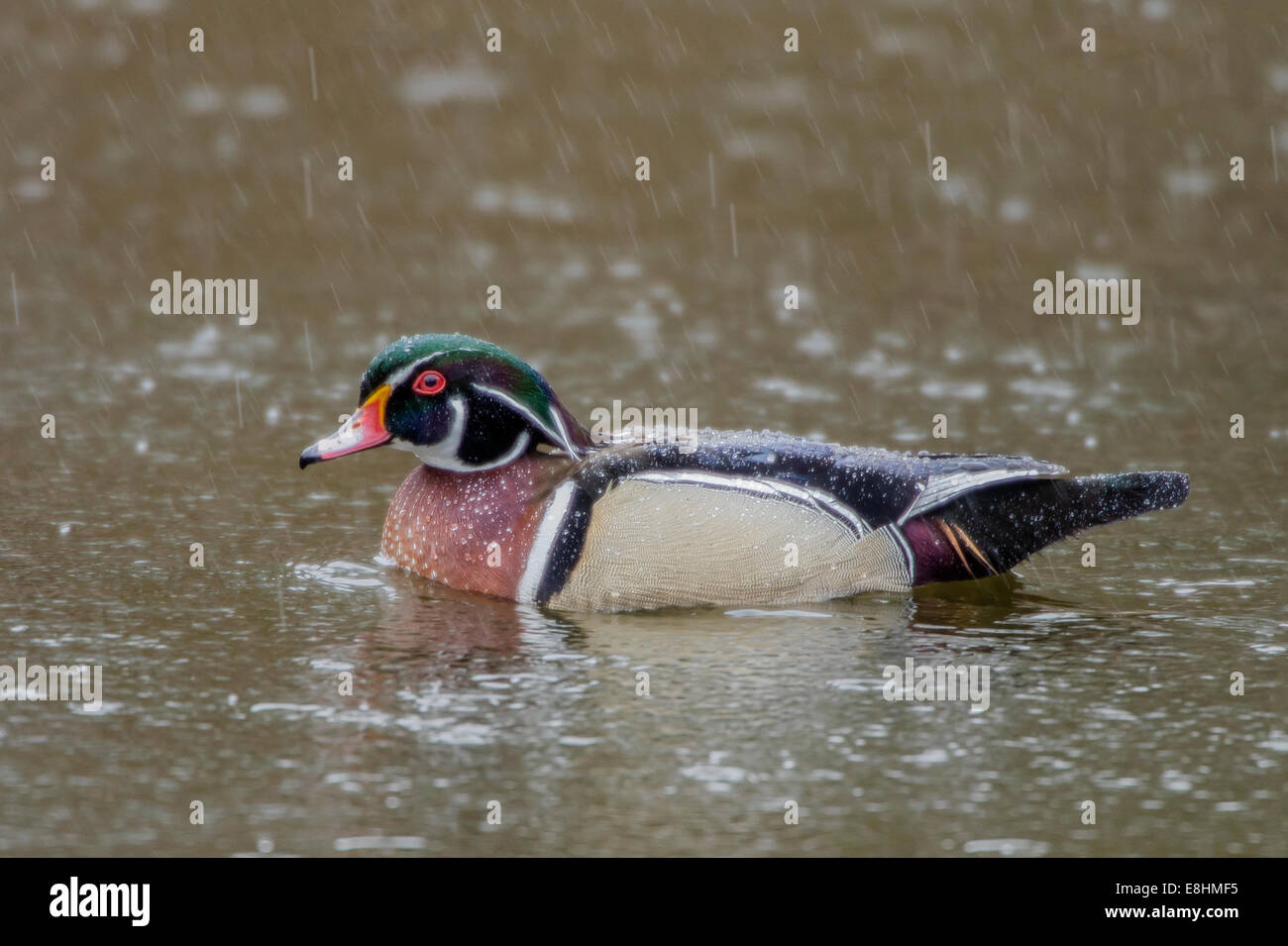 Duck Stock Spring Rain