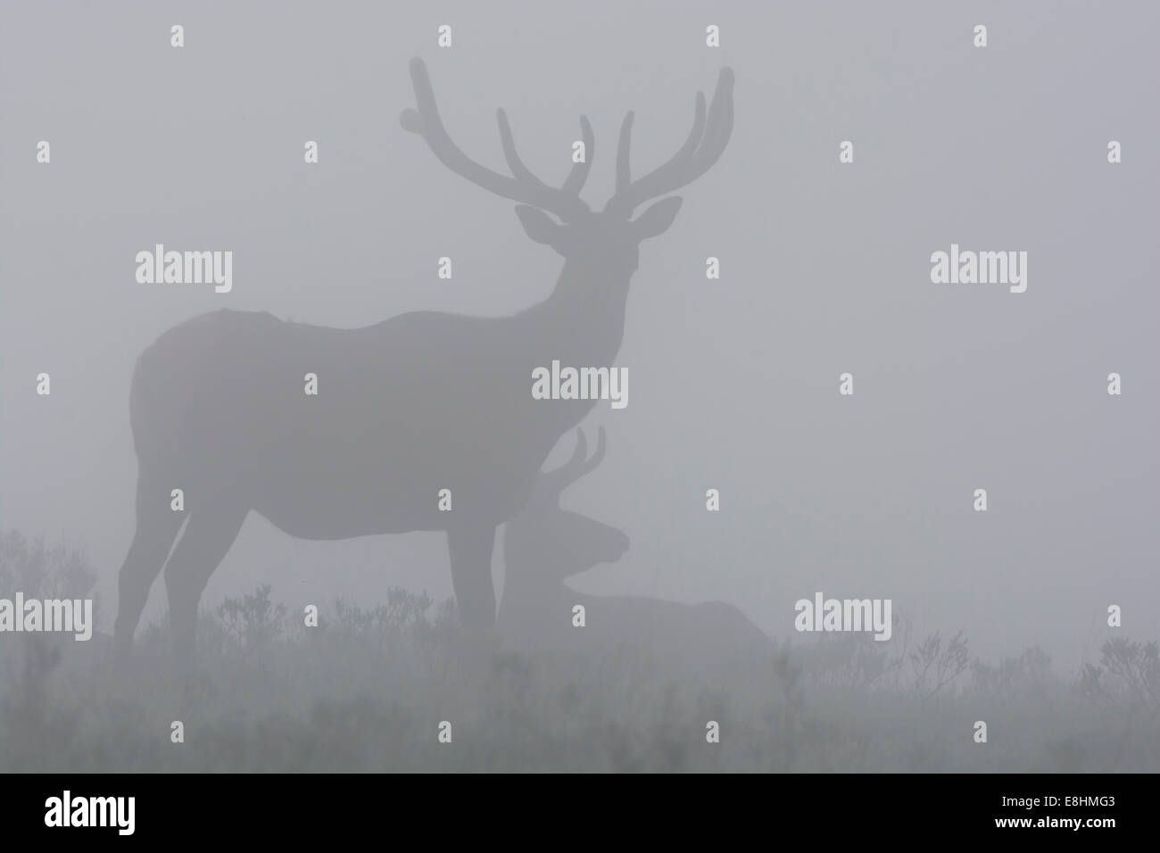 Fog and animals hi-res stock photography and images - Alamy