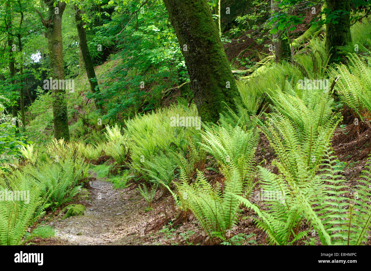 Station scar wood hi-res stock photography and images - Alamy
