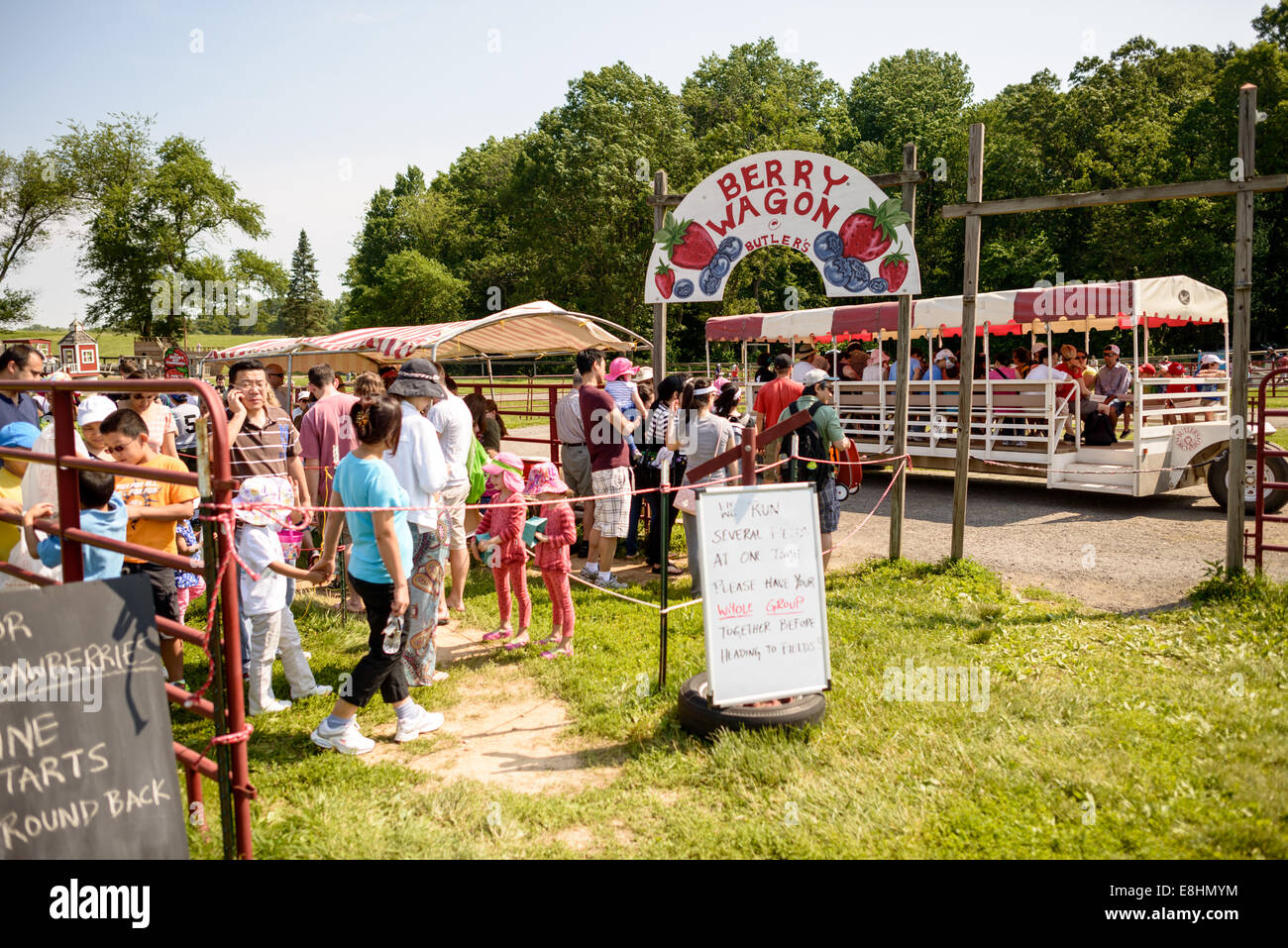 GERMANTOWN, Maryland — Visitors engage in strawberry picking at Butler ...