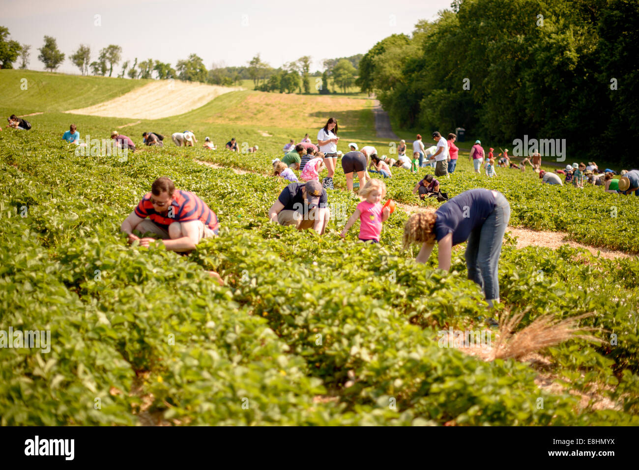 Strawberry Picking At Butler's Orchard Germantown Maryland ...