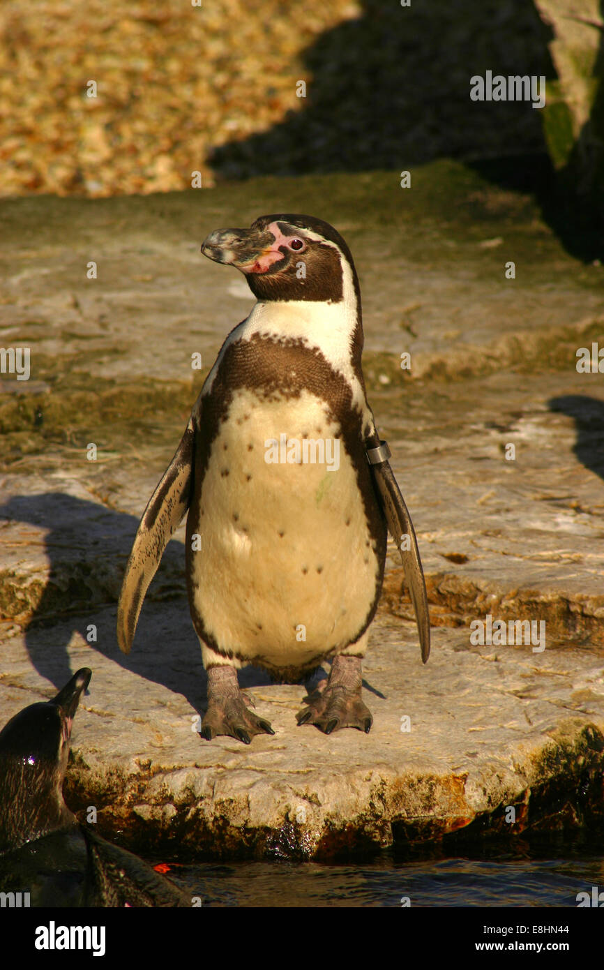 Penguin look camera hi-res stock photography and images - Alamy