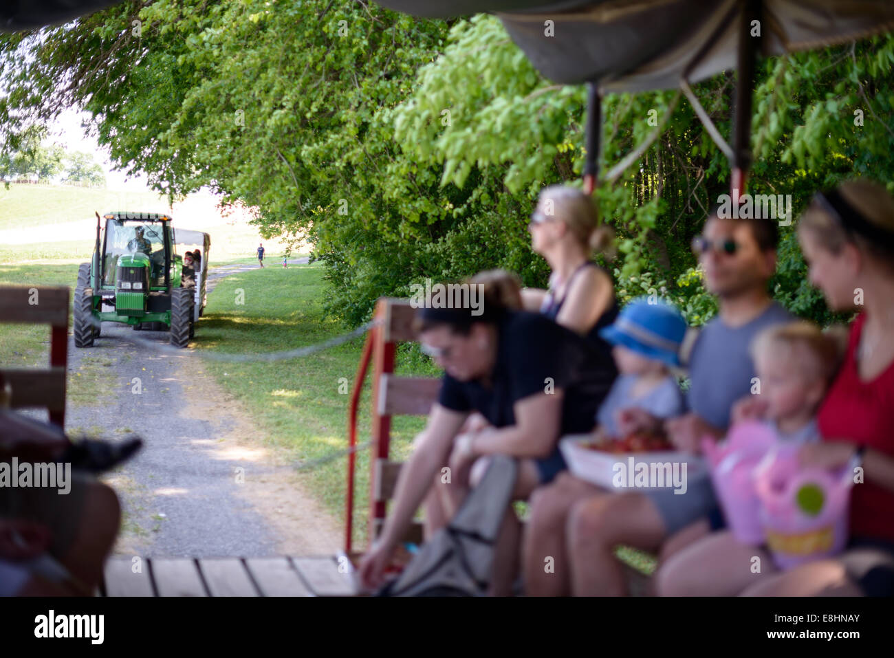GERMANTOWN, Maryland — Visitors engage in strawberry picking at Butler ...