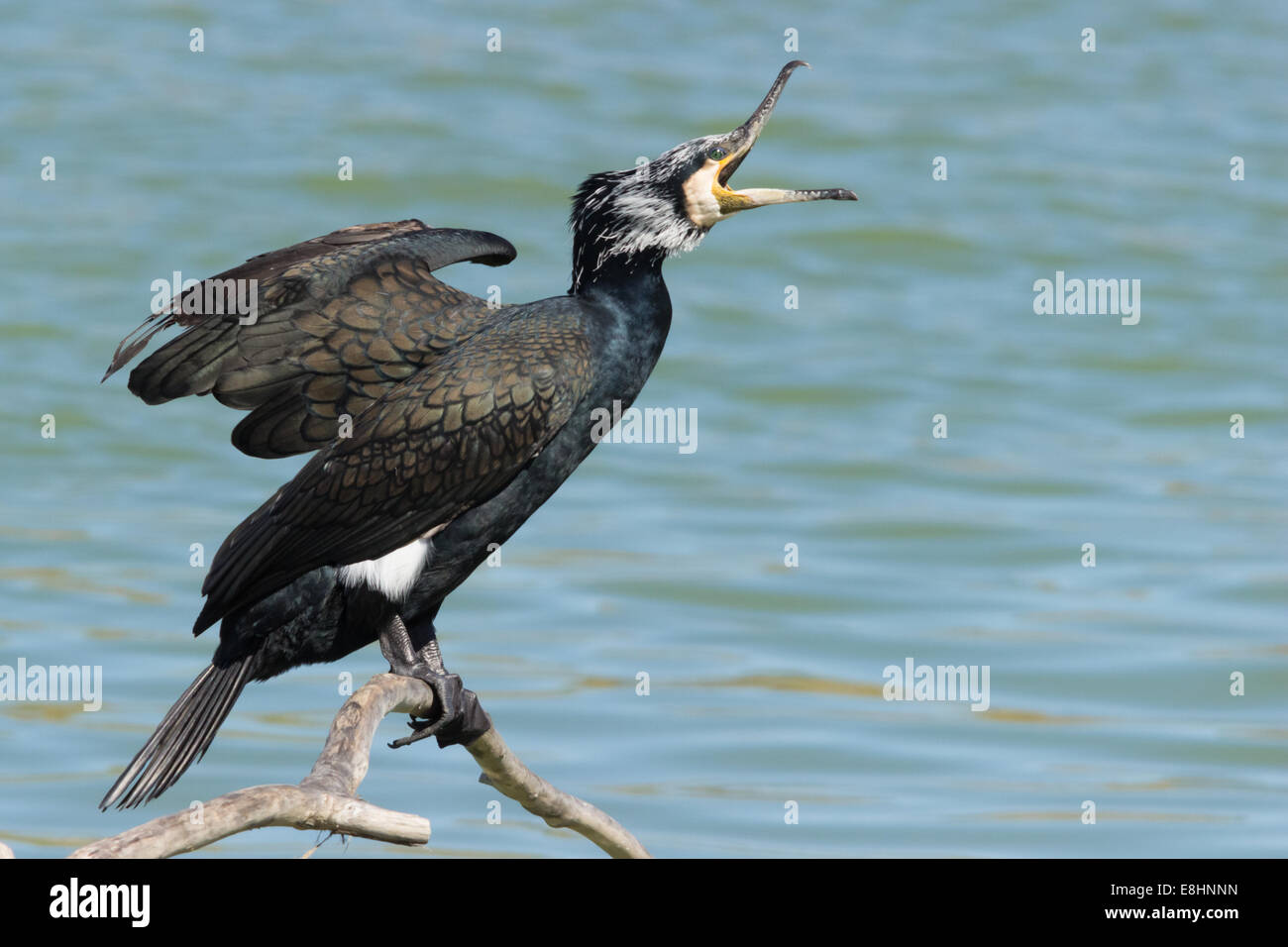 Bird yawning hi-res stock photography and images - Alamy