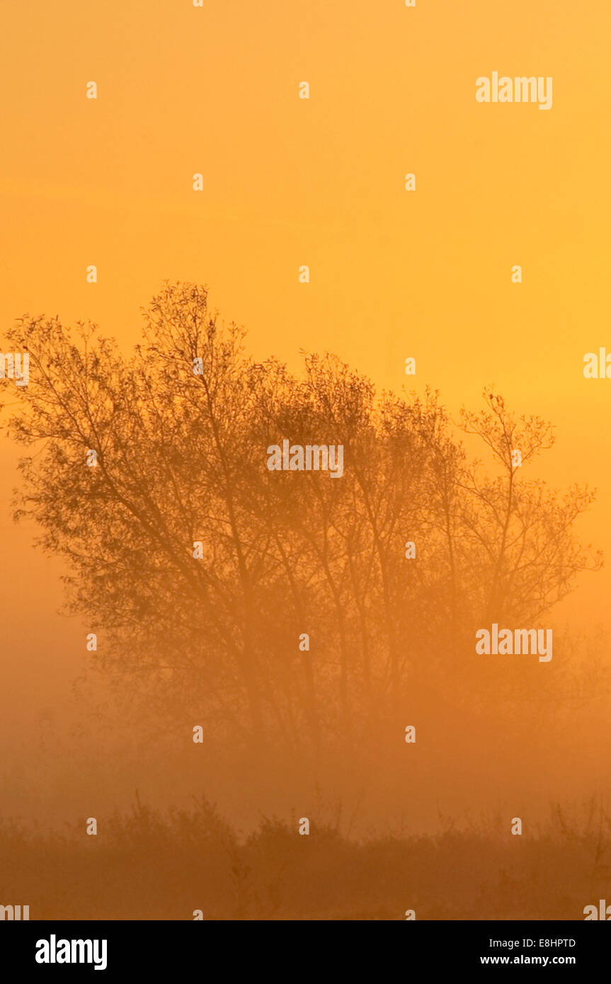 Mist rising from fields in the Avon valley with silhouettes of bushes ...