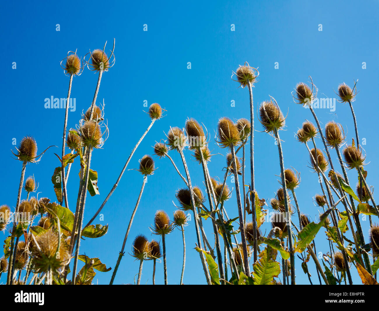Dipsacus flowering plant in the family Caprifoliaceae known as teasel ...