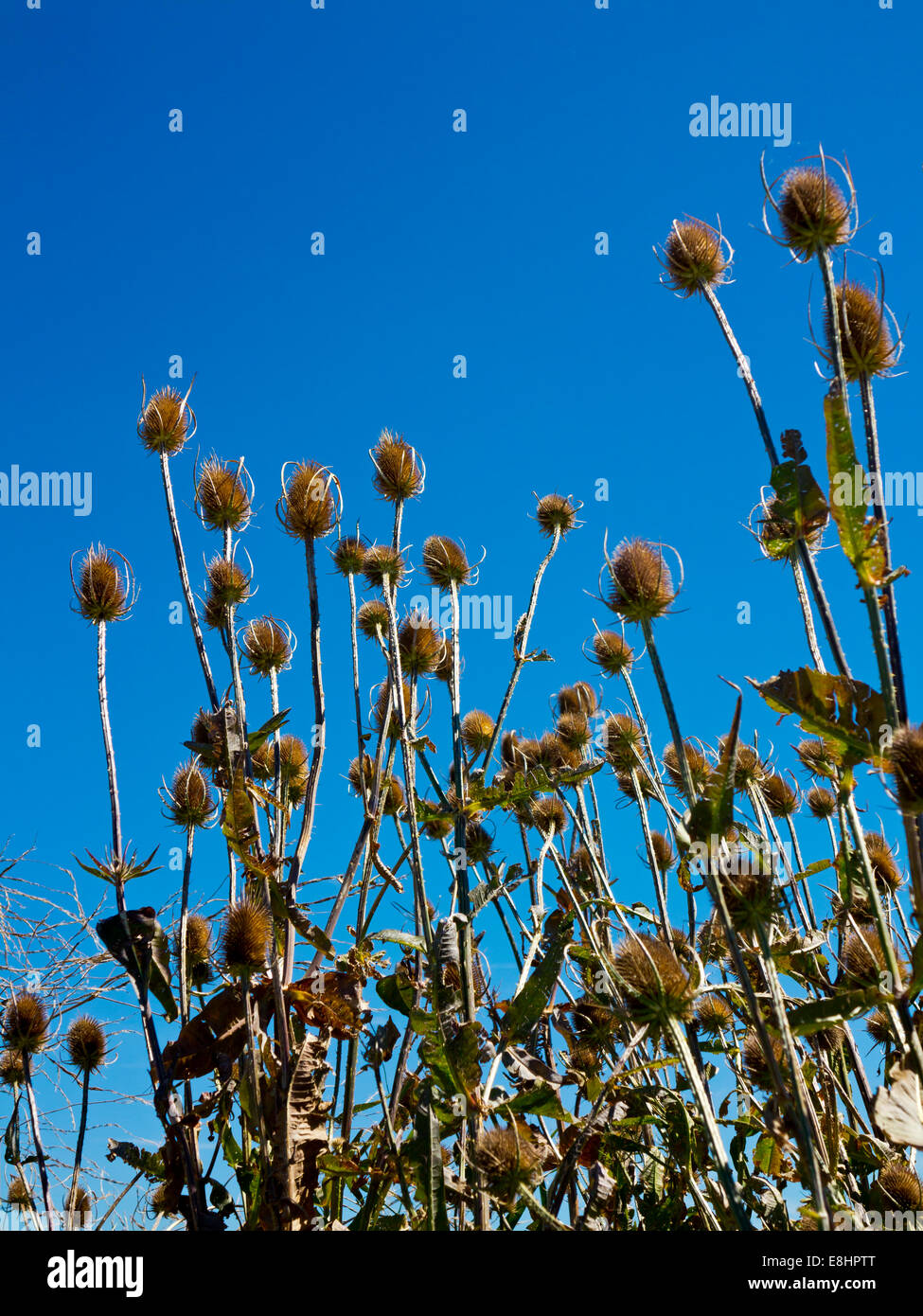 Dipsacus flowering plant in the family Caprifoliaceae known as teasel ...
