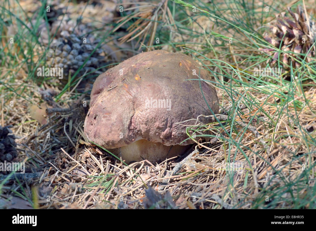 Boletus Pinophilus High Resolution Stock Photography and Images - Alamy