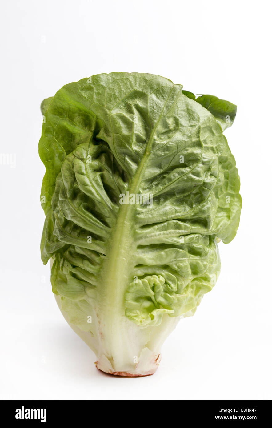 Little gem lettuce Stock Photo - Alamy