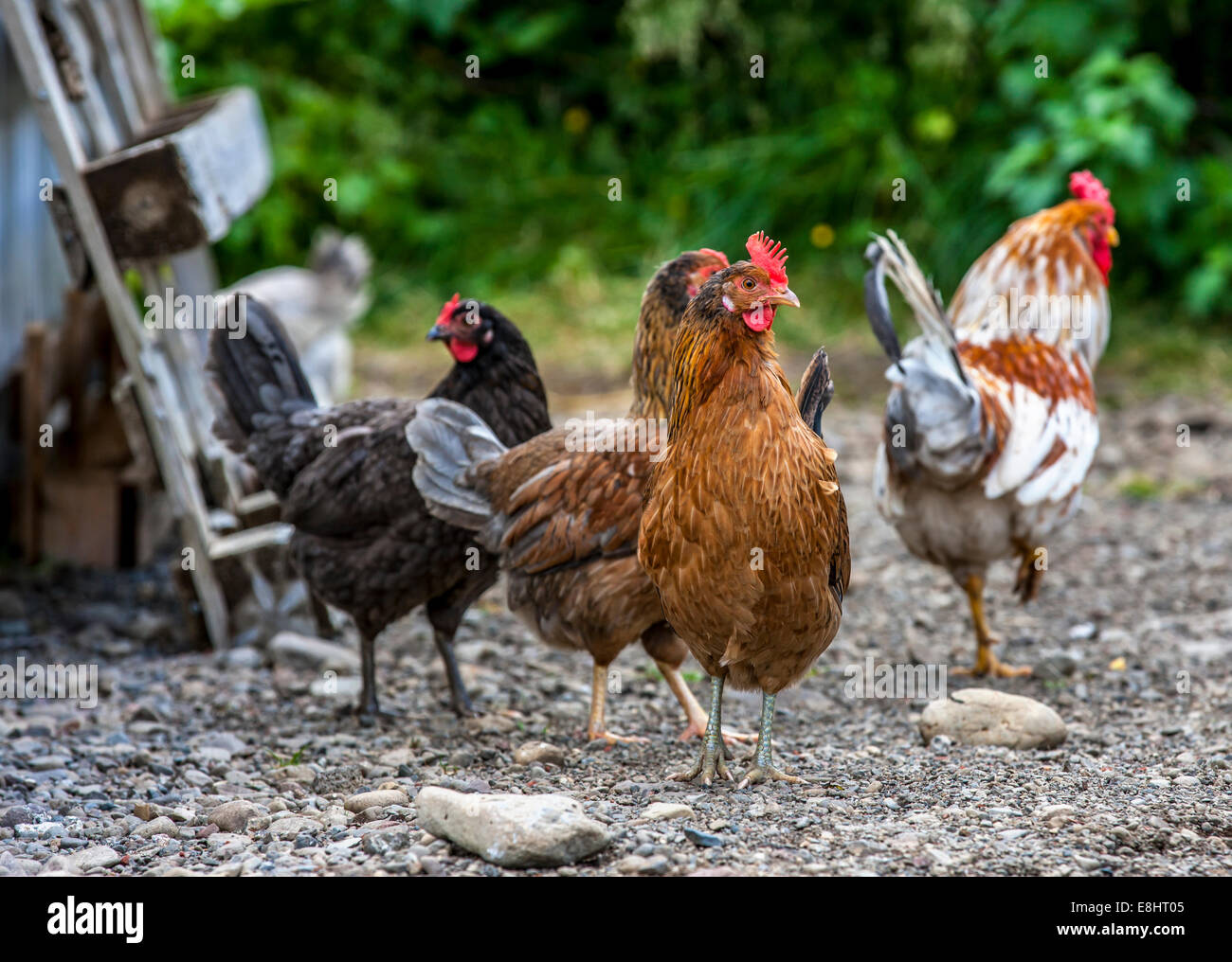 Close up colorful rooster hi-res stock photography and images - Alamy