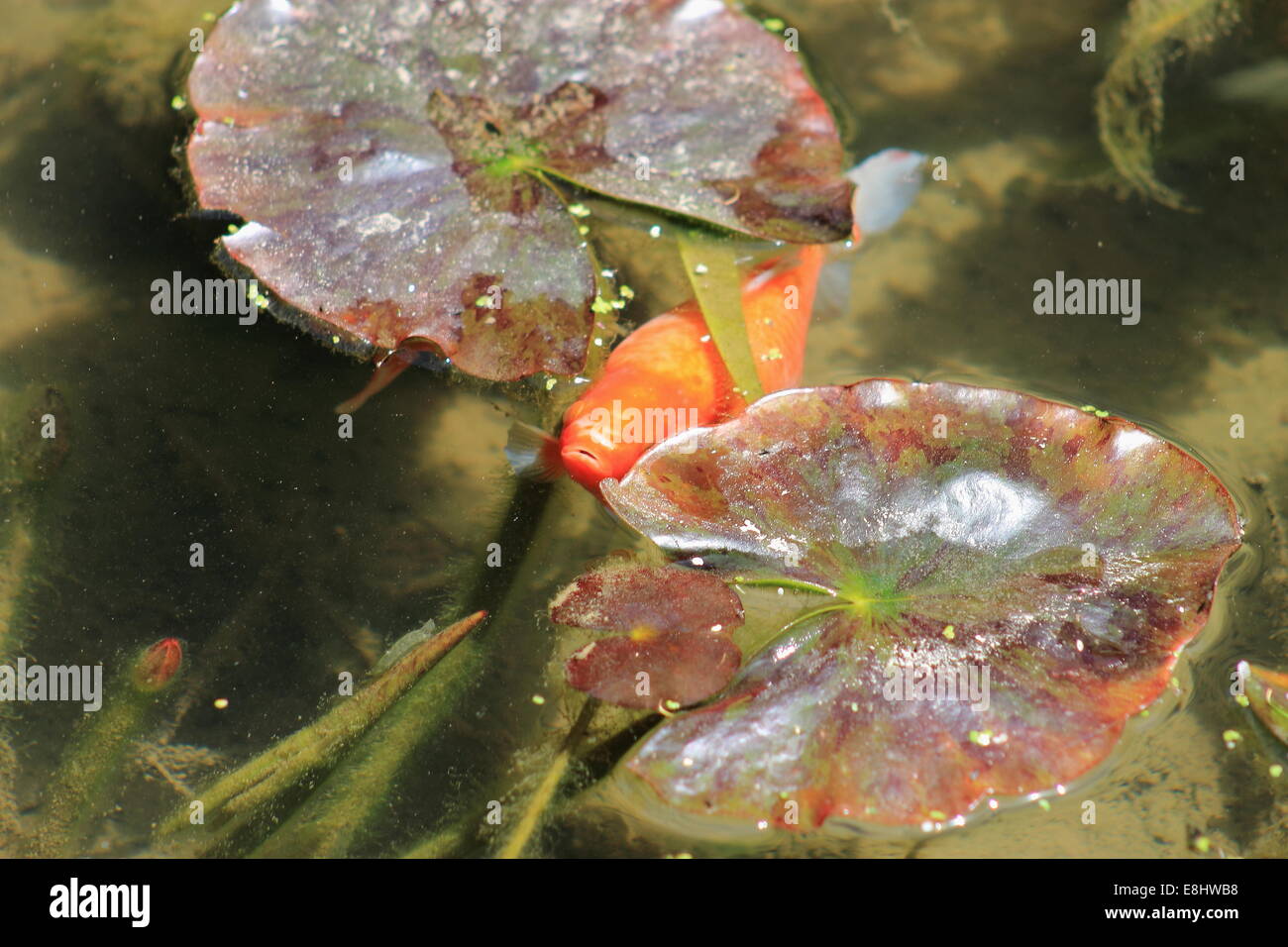 Goldfish in outdoor Pond Stock Photo - Alamy